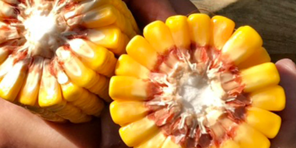 Enhancing Corn Ear Size to Maximize Yield