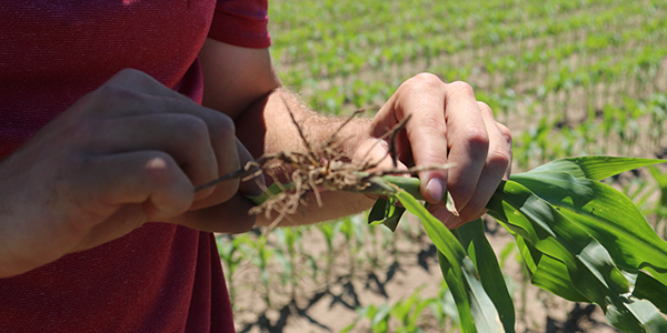 Looking for the Enemy: How to Scout for Rootworm Larvae in Your Corn Fields
