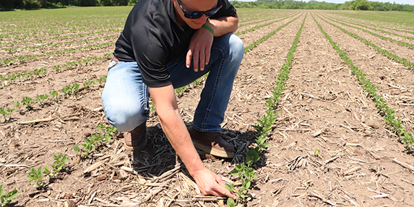 Getting the Upper Hand: How to Manage Early Season Diseases in Corn and ...
