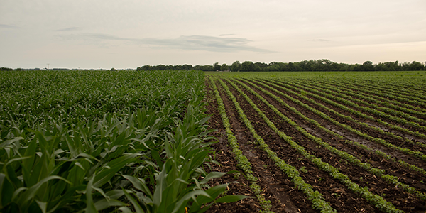 Lost in the Weeds: How to Assess the Toll of Early Season Weed Pressure ...