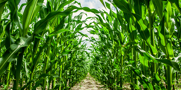 Early Steps Can Pave the Way for a Big Corn Crop