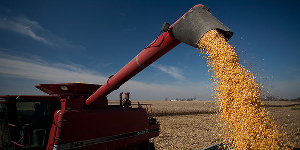 Corn Crop Report Card: Regional Challenges Offer Lessons for 2023