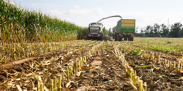 Set Yourself up for a Successful Corn Silage Harvest