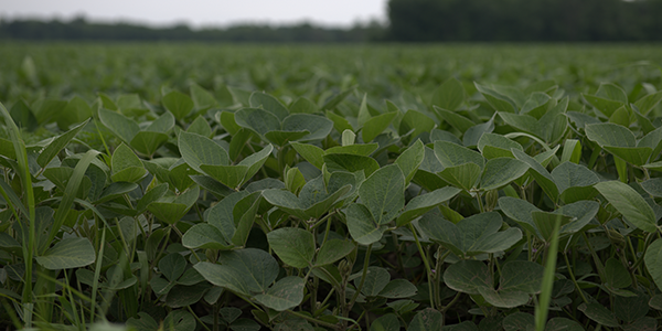 Identify and Manage Sudden Death Syndrome in Your Soybeans