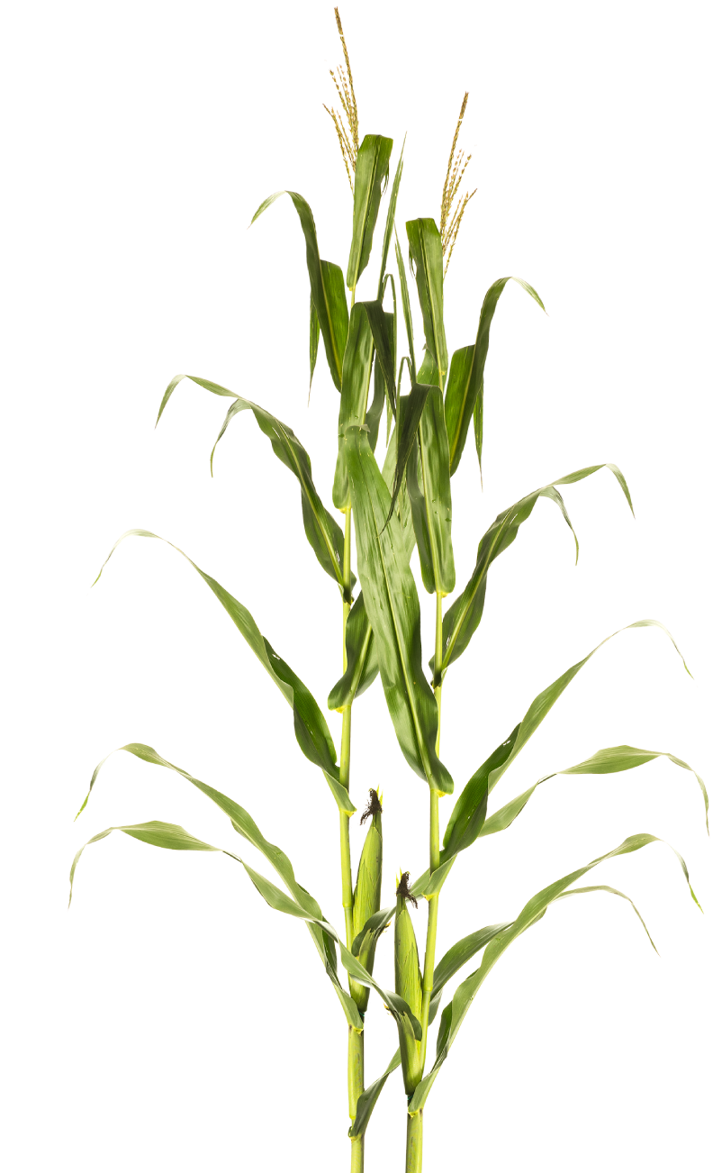 Hybrid Corn Seed Varieties for High Yield, Drought Resistance & More ...