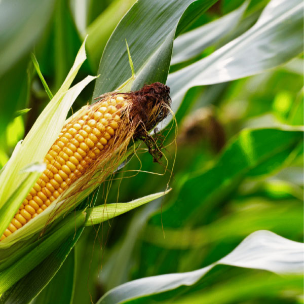 Hybrid Corn Seed Varieties for High Yield, Drought Resistance & More ...