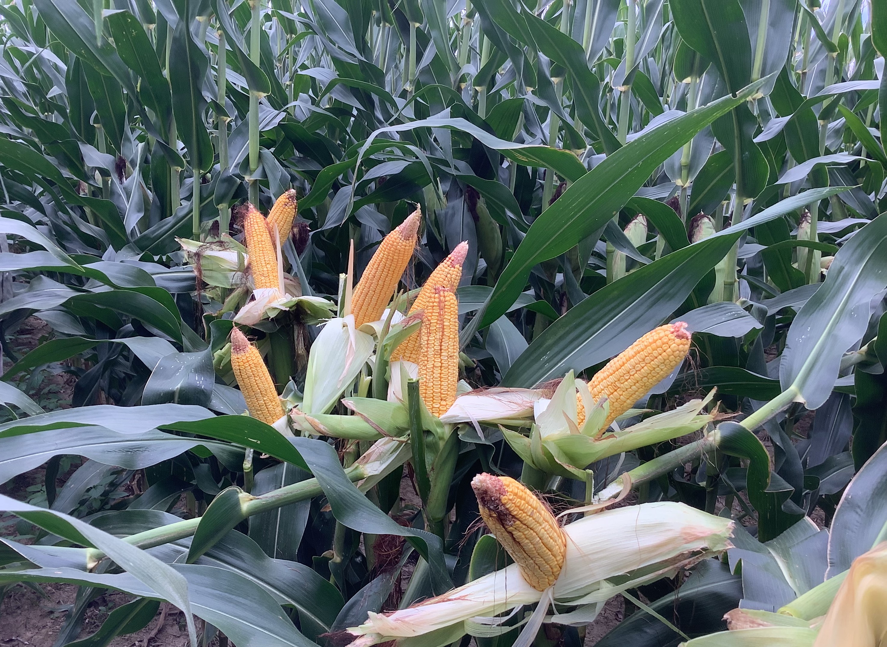 Agronomists’ Takeaways After a Challenging Season for 2023 Corn Crop