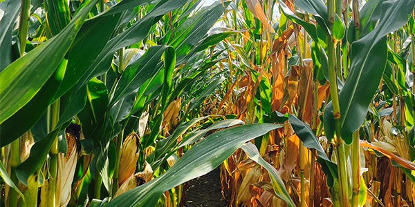 What Nutrient Deficiencies Are Hiding in Your Corn Field?
