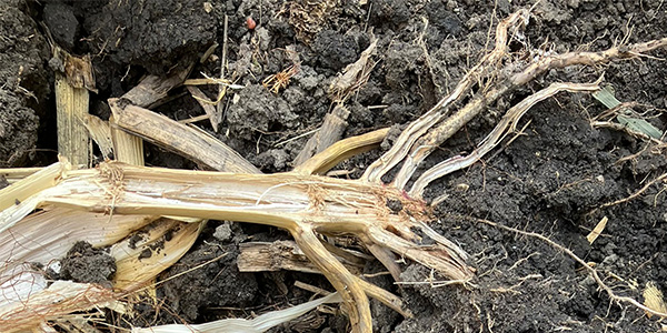 It’s Report Card Time: Check Your Corn Roots