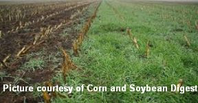 Importance of Fall Seeded Cover Crops
