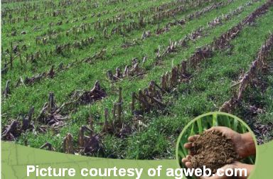 Importance of Fall Seeded Cover Crops