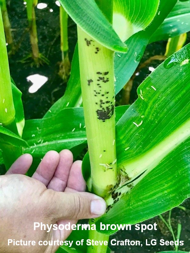 Physoderma Brown Spot