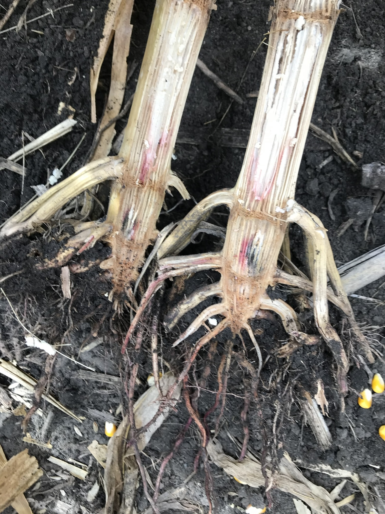 It’s Report Card Time: Check Your Corn Roots