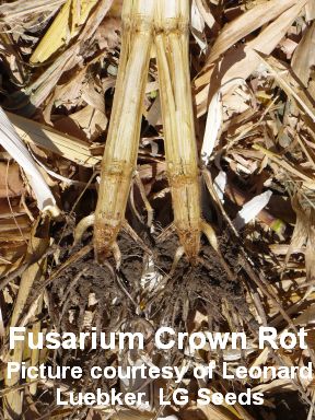Fusarium Crown and Root Rots