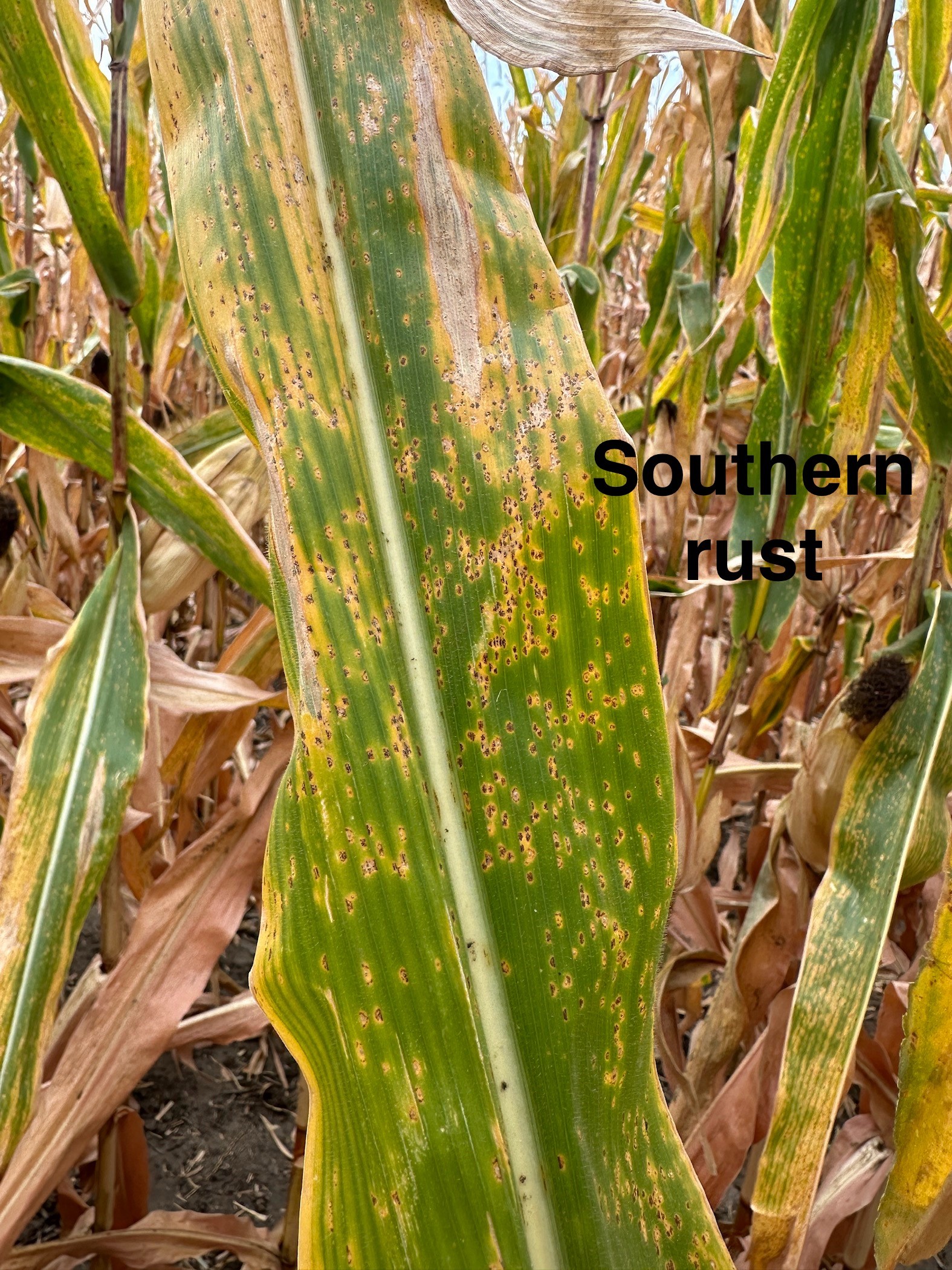 The 2024 Southern Corn Rust Invasion