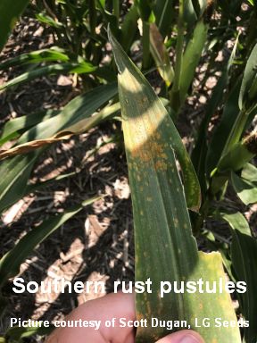 Southern Rust