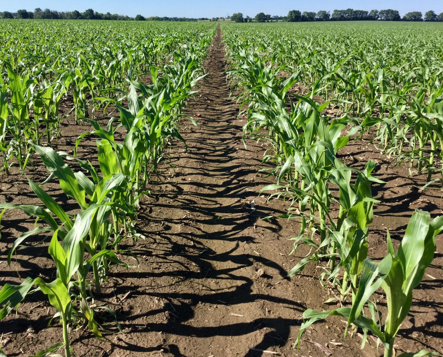 Enhancing Corn Ear Size to Maximize Yield