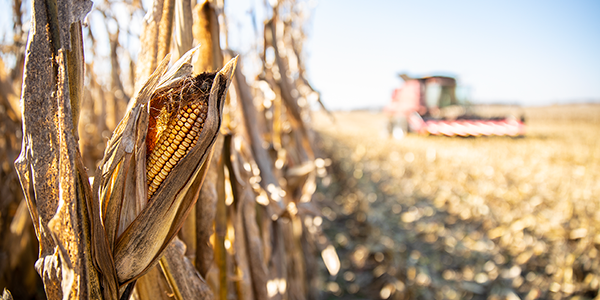 Get ready for harvest with these scouting tips