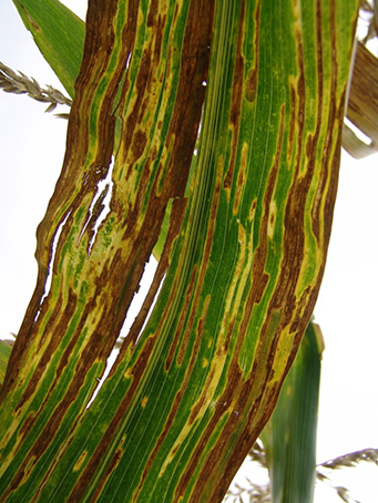 Bacterial Leaf Streak - How to Distinguish from Other Leaf Diseases