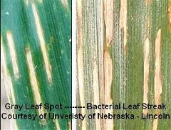 Bacterial Leaf Streak