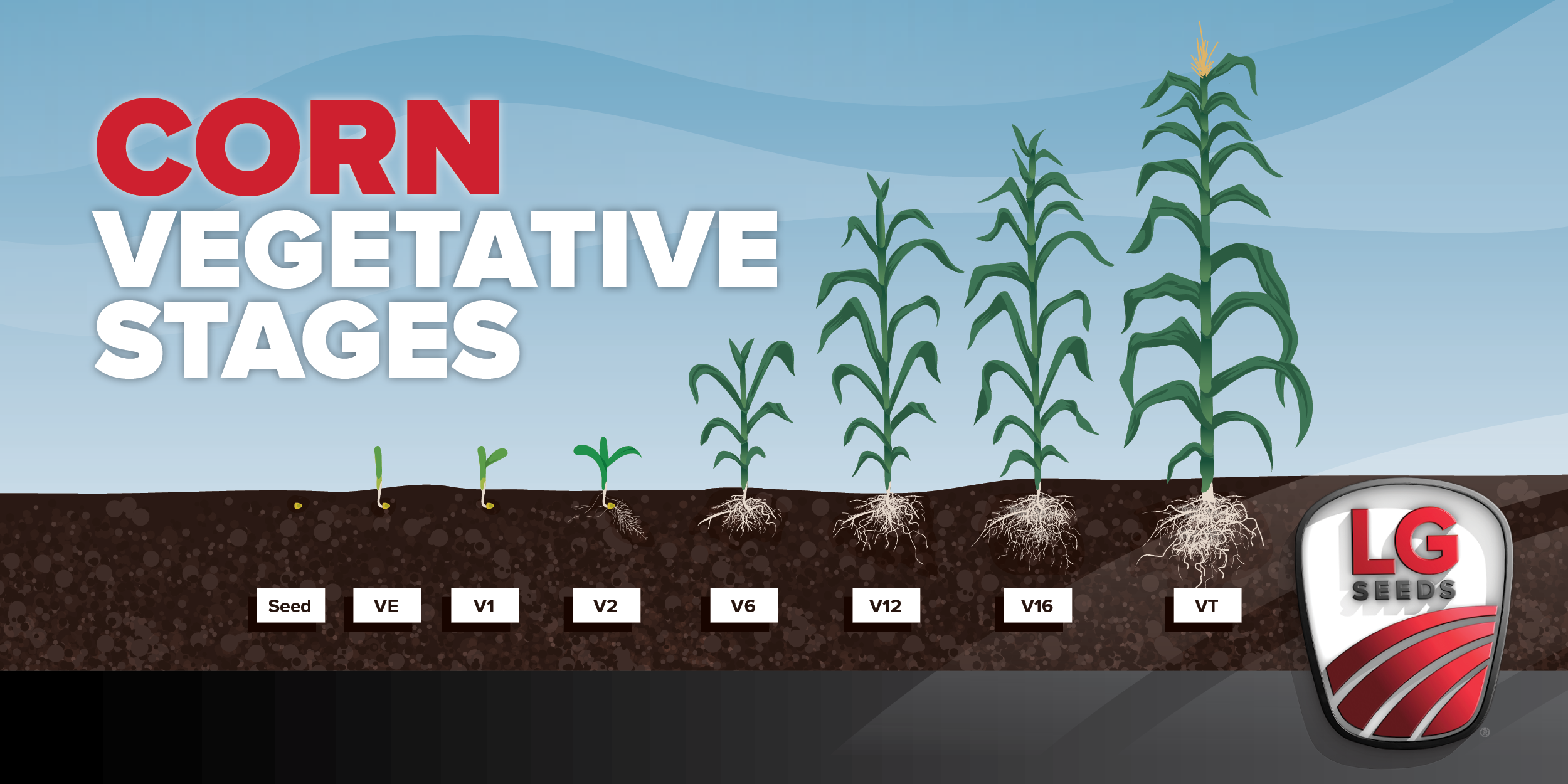 Corn Staging and Scouting: What You Should Know