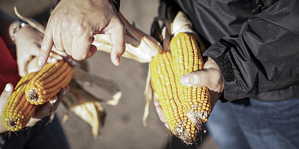 Corn Research: A Look Behind the Scenes