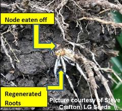 Successful Scouting for Rootworm Feeding