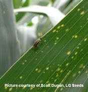 Corn Rootworm Larvae In-season Management