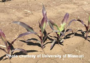 Fallow Syndrome: What is your plan?