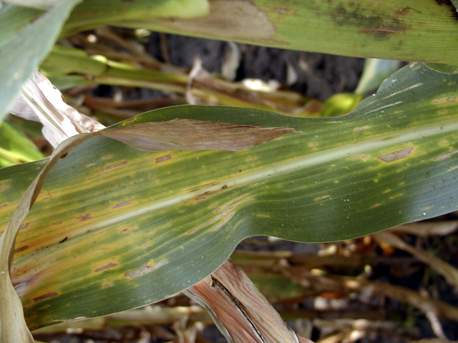 How to spot (and mitigate) five of the most common early-season corn ...