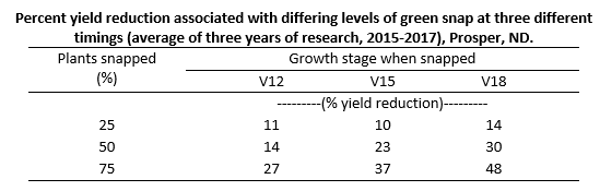 Preventing Green Snap in Corn