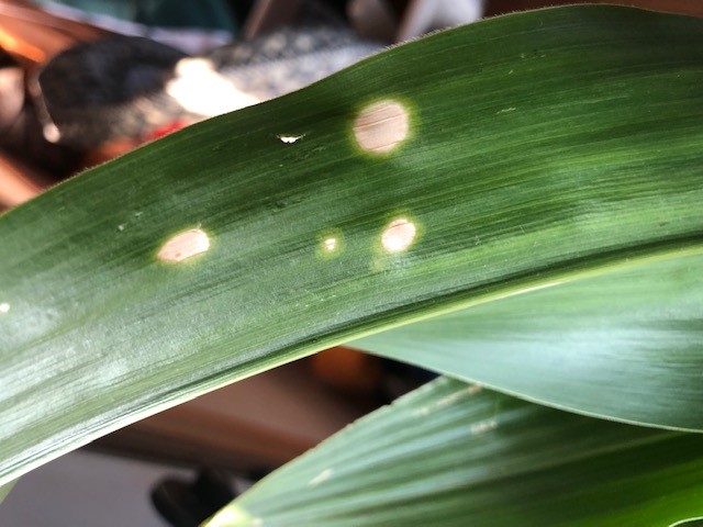 How to spot (and mitigate) five of the most common early-season corn ...