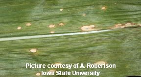 Holcus Leaf Spot