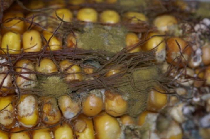 Aflatoxin In Corn - Understanding and Marketing Infected Grain