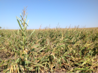 Manage Stalk Rot to Prevent Stalk Lodging