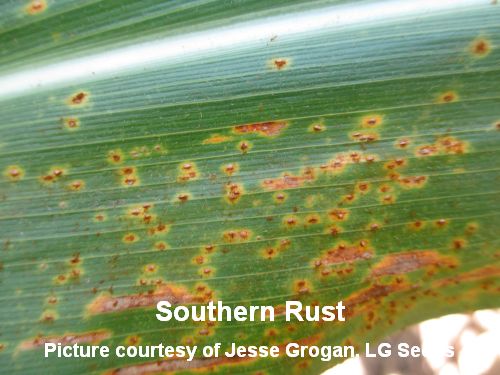 Southern Rust of Corn - 2018 Recap