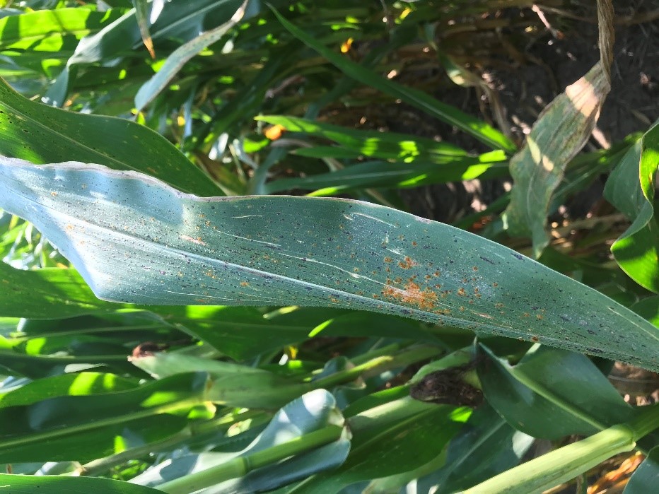 September Crop Progress in the Eastern Corn Belt