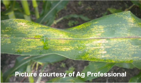 Understanding and Managing Physoderma