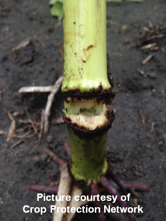 Understanding and Managing Physoderma