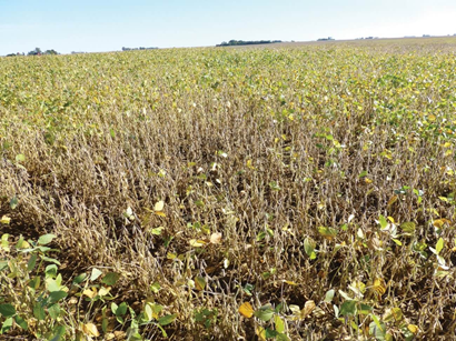 Diagnosing and Managing Charcoal Rot in Soybeans