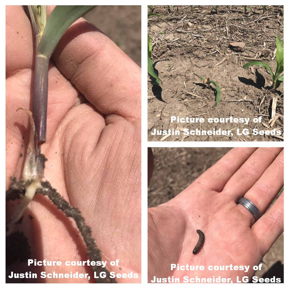 Managing Black Cutworms