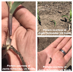 Managing Black Cutworms