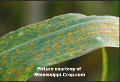 Southern Corn Rust