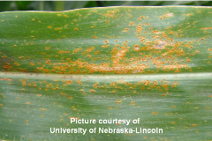 Southern Corn Rust
