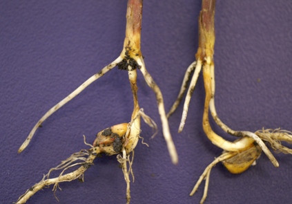 How to spot (and mitigate) five of the most common early-season corn ...