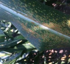 Understanding Southern Rust