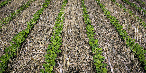 Planting Into Cover Crops