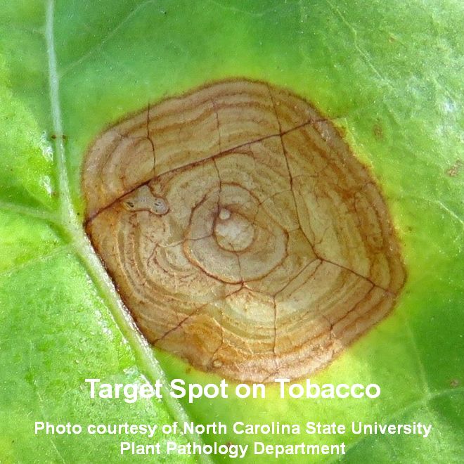 Target Spot in Southern Soybeans