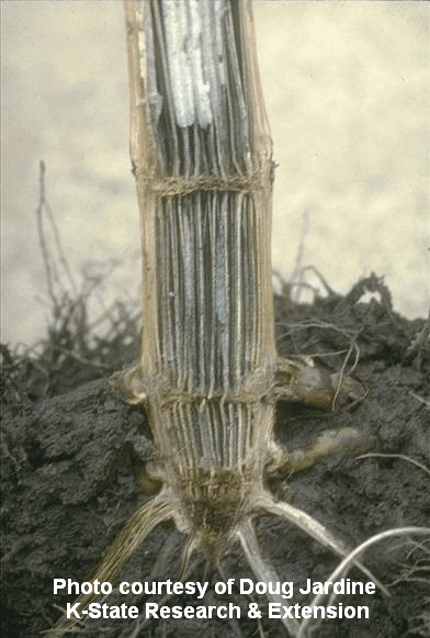 Charcoal Rot in Grain Sorghum