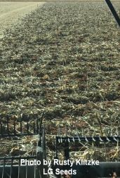 Charcoal Rot in Grain Sorghum